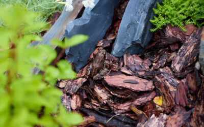The Importance of Vibrant Mulch Colors in Landscape Design