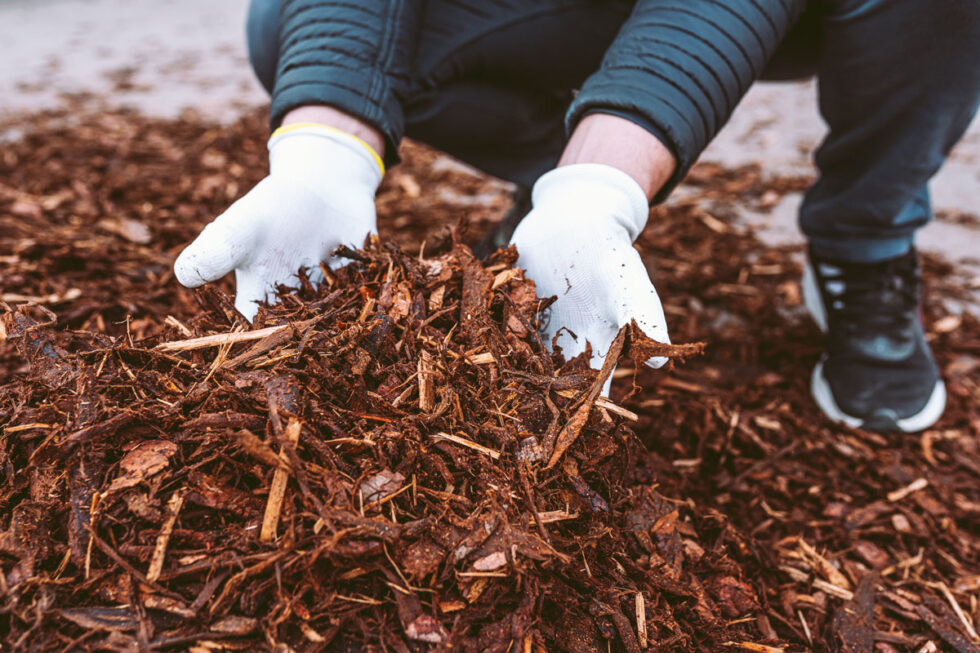 How Seasonal Trends Influence Mulch Color Choices